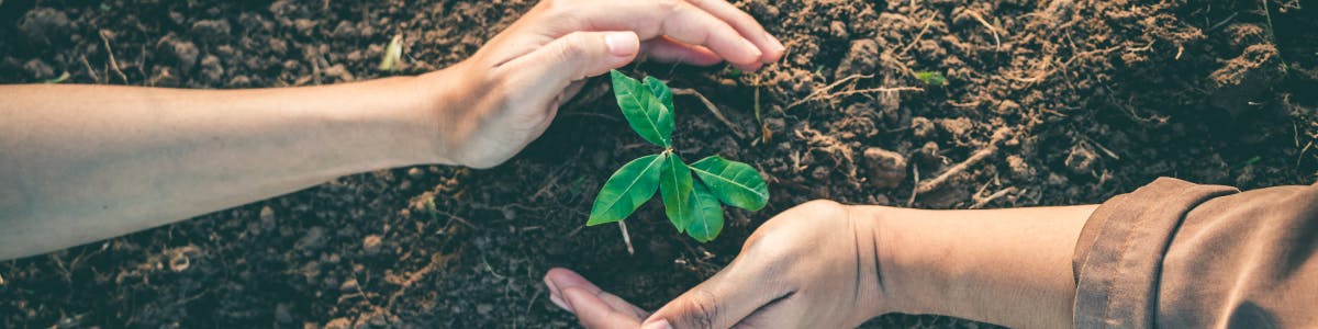 Adopt-a-tree Program | Have Your Say Bayside